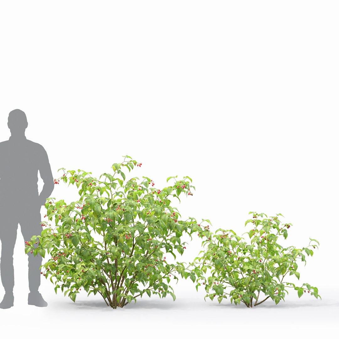 Raspberry Bush 01 3D Model - TurboSquid 1819880