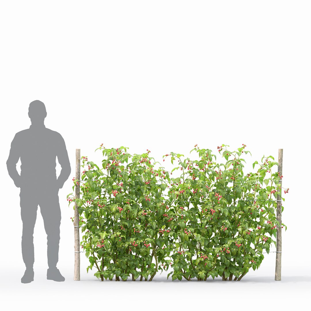 Raspberry Bush 01 3D Model - TurboSquid 1819880