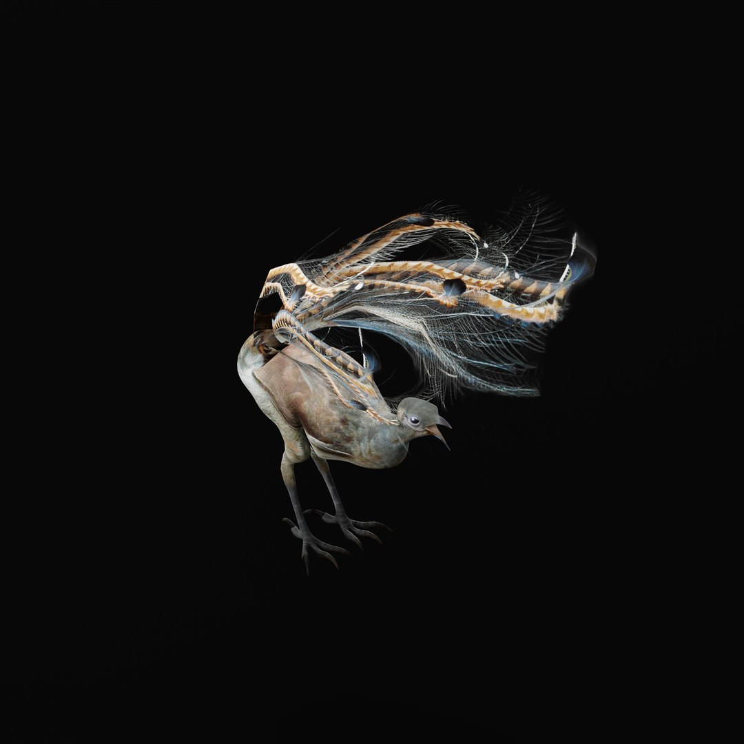 3D Model Lyrebird - TurboSquid 2383344