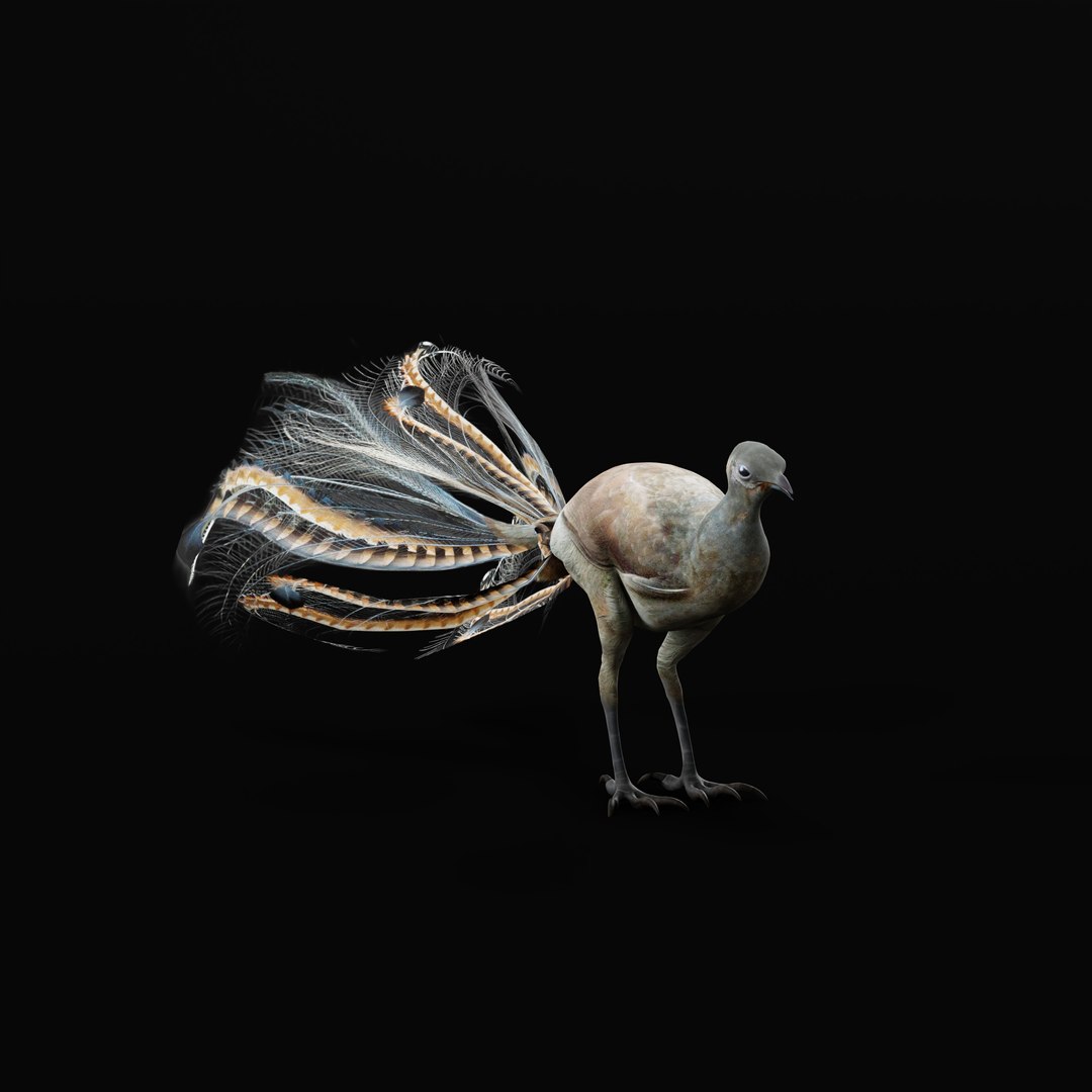 3D Model Lyrebird - TurboSquid 2383344