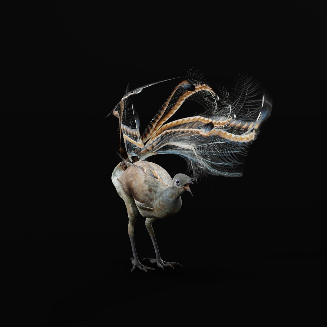 3D Model Lyrebird - TurboSquid 2383344