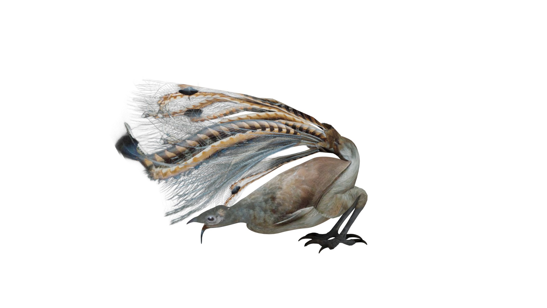 3D Model Lyrebird - TurboSquid 2383344