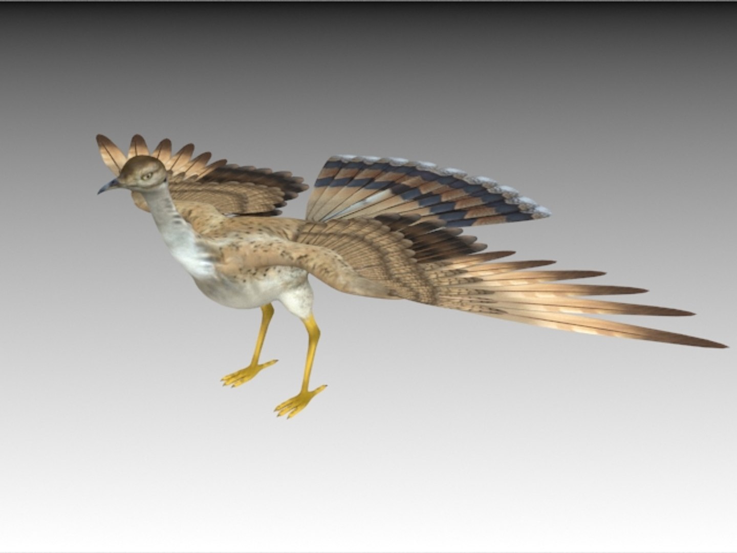 Houbara Bustard Folding Wings 3D Model - TurboSquid 1208766