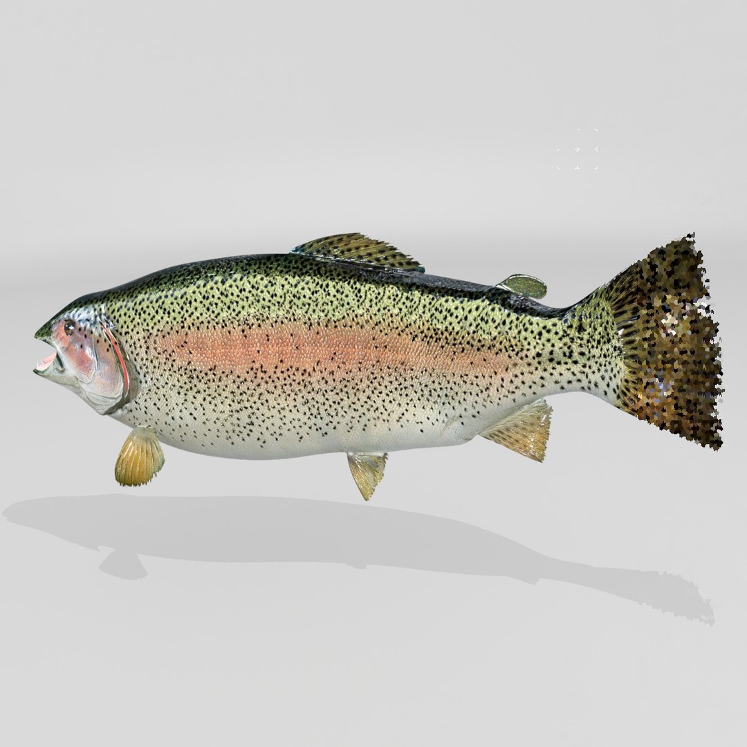 3D Model Rainbow Trout - TurboSquid 1154951