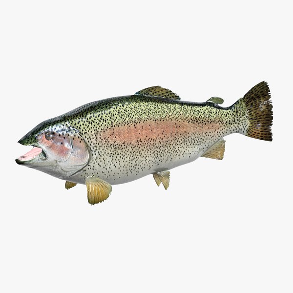 modelo 3d Trucha arcoiris - TurboSquid 1154951