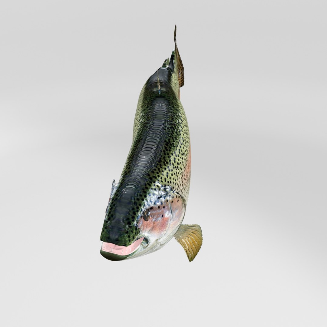 3D Model Rainbow Trout - TurboSquid 1154951