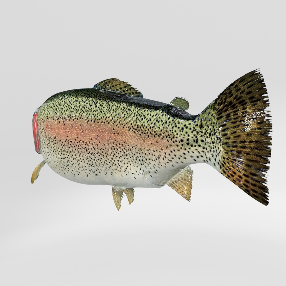 3D Model Rainbow Trout - TurboSquid 1154951