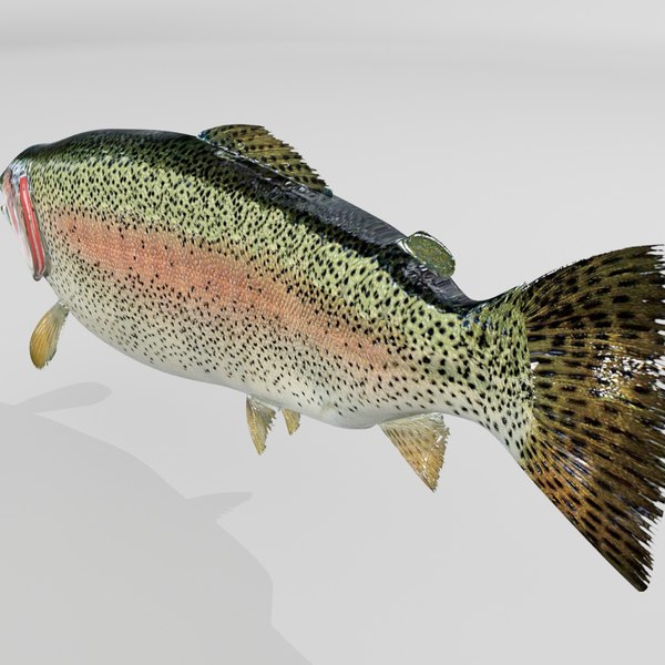 3D model rainbow trout - TurboSquid 1154951