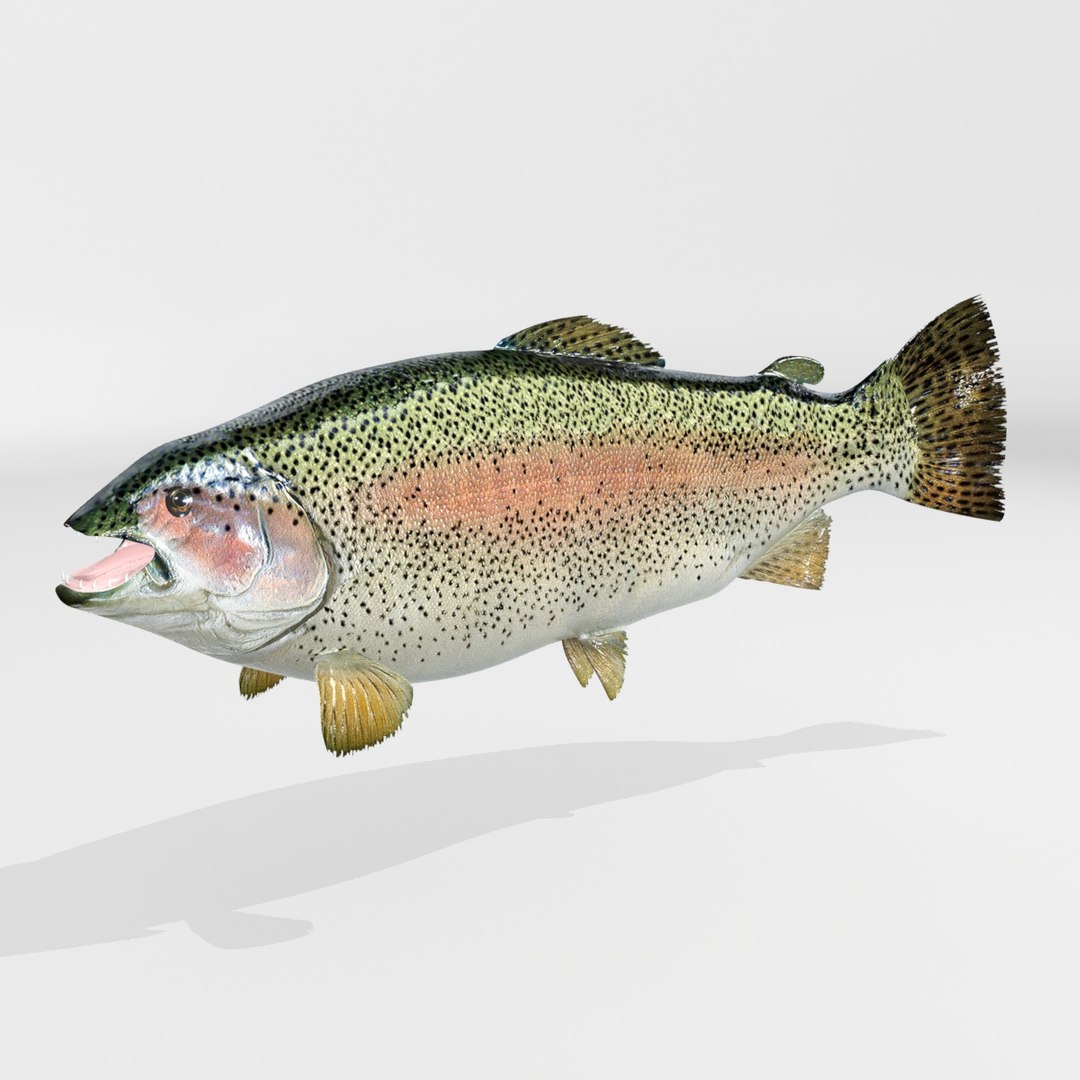 3D Model Rainbow Trout - TurboSquid 1154951