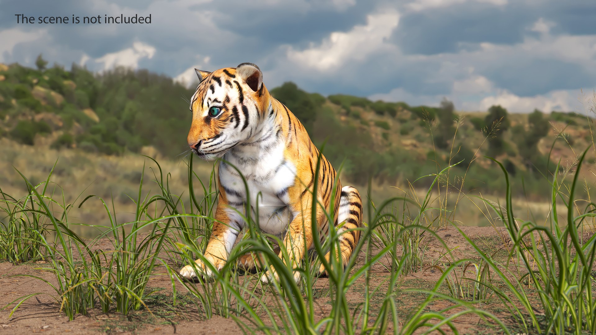 3D Model Tiger Cub Sitting - TurboSquid 2340793