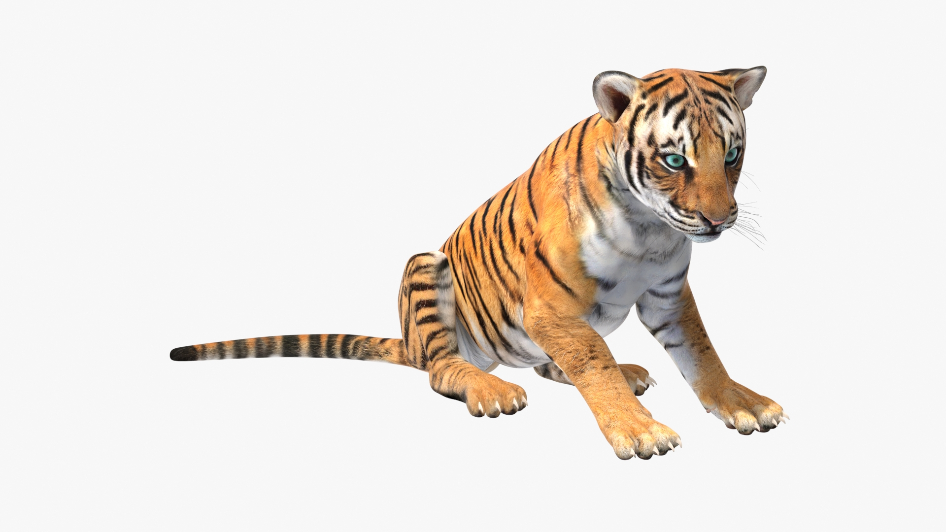 3D Model Tiger Cub Sitting - TurboSquid 2340793