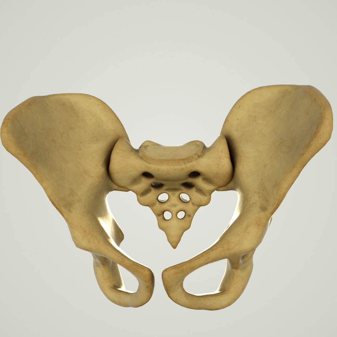 Human Pelvic Bone Spine 3D Model - TurboSquid 1381150