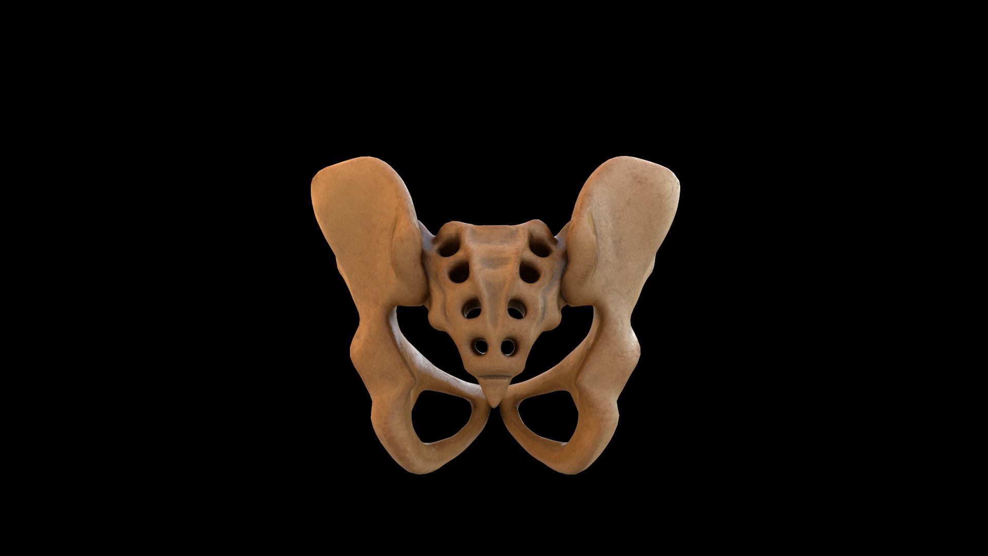 Human Pelvic Bone Spine 3D Model - TurboSquid 1381150