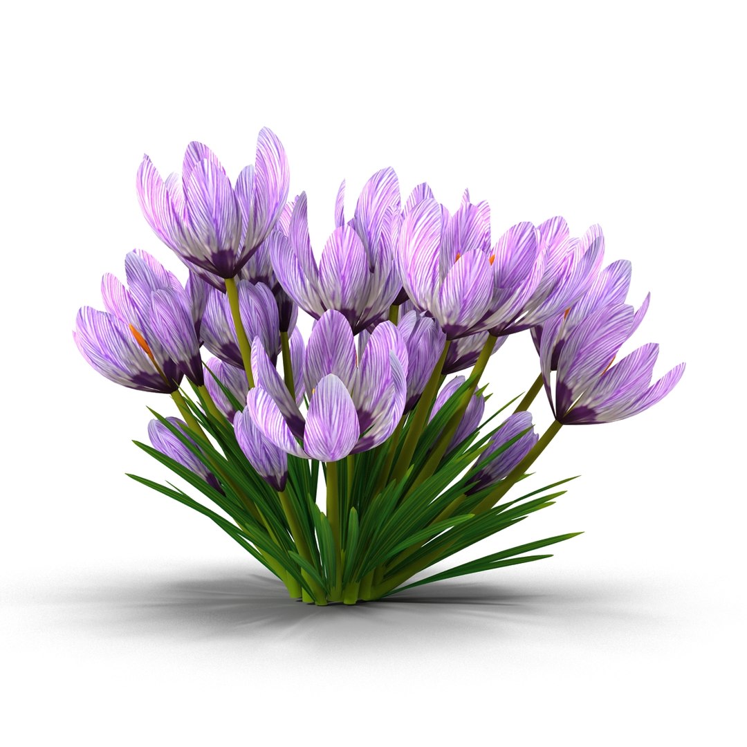 Crocus 3d Model