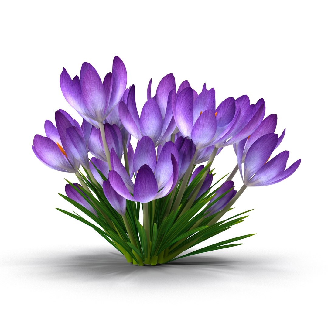 Crocus 3d Model