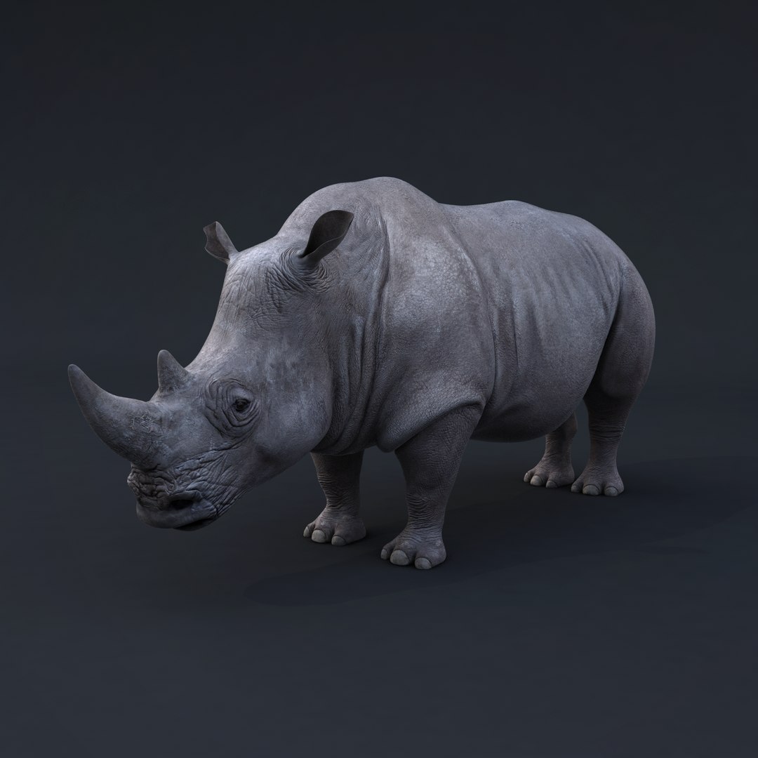 3d Realistic Rhino Rig