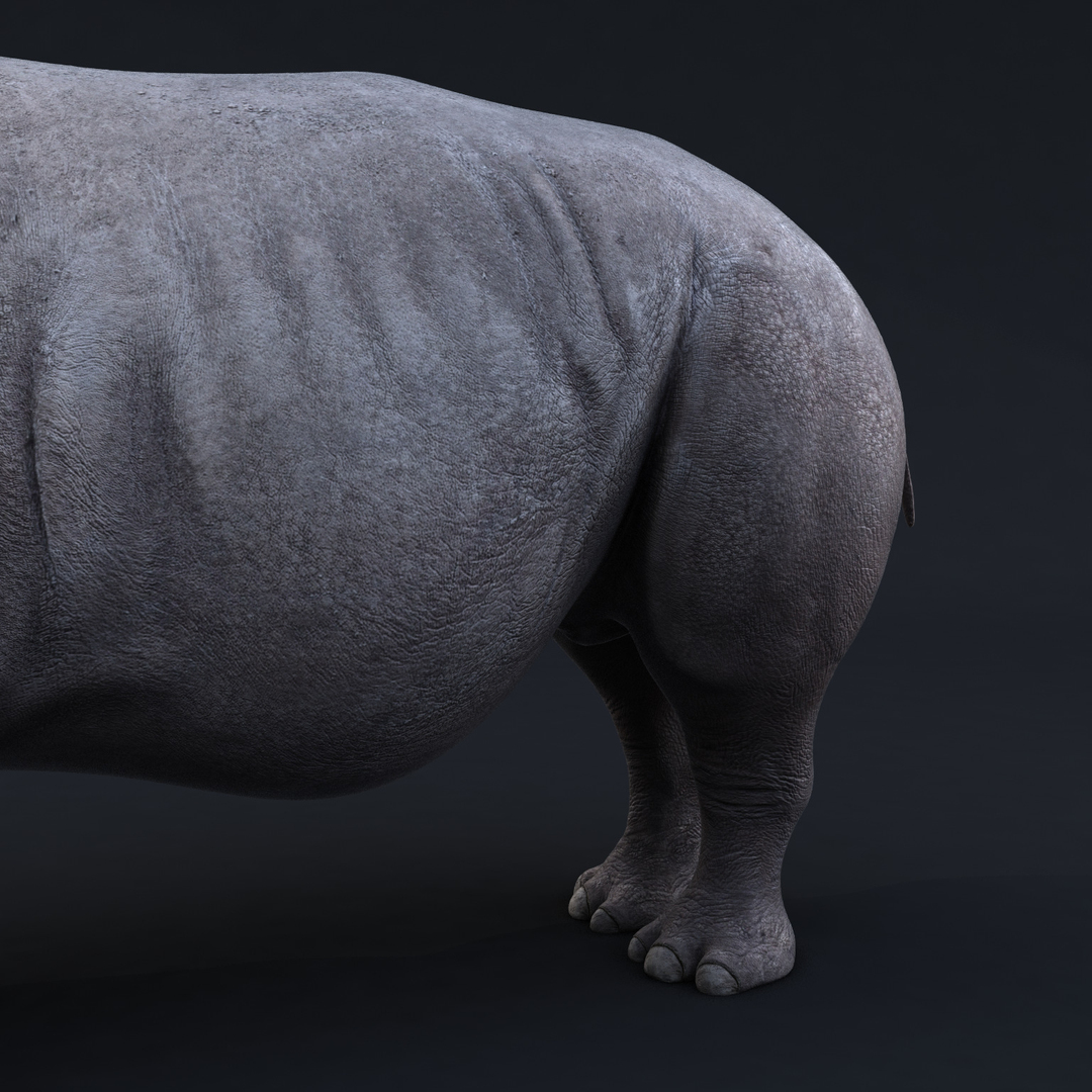 3d Realistic Rhino Rig