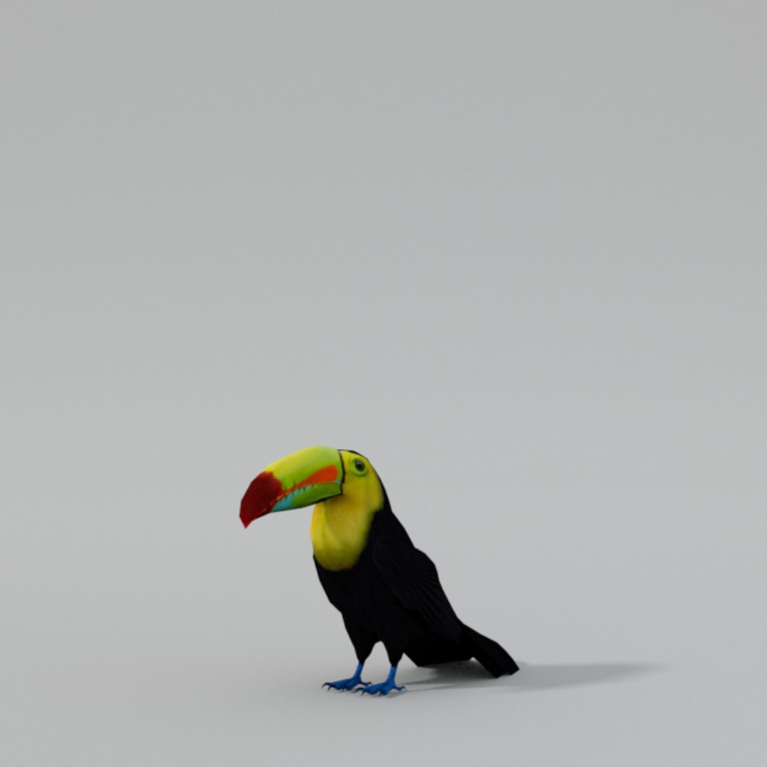 Toucan 3D Model - TurboSquid 1316818