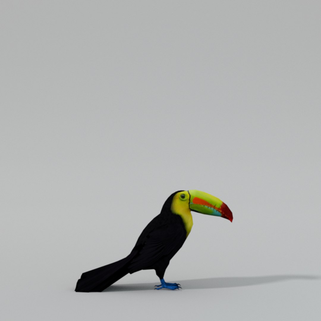 Toucan 3D Model - TurboSquid 1316818