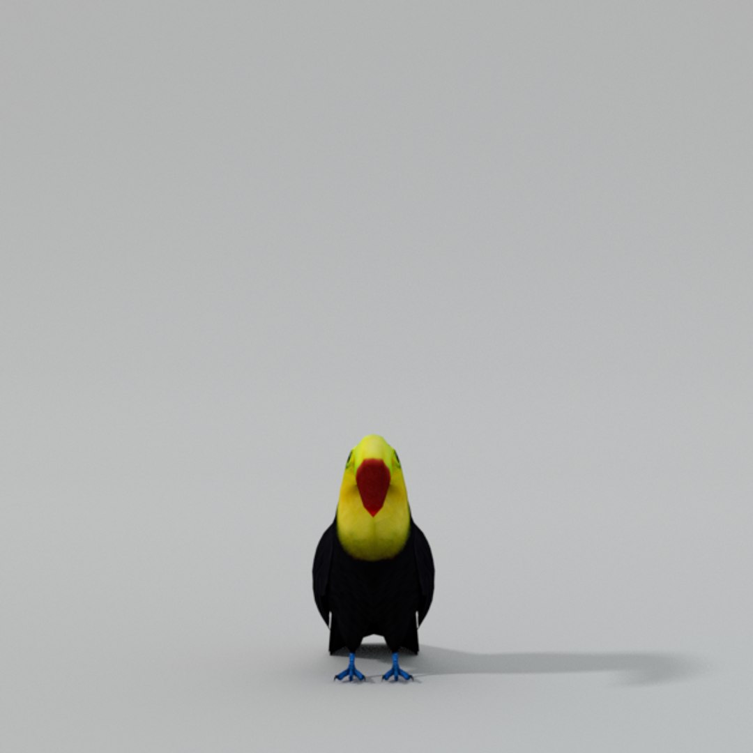 Toucan 3D Model - TurboSquid 1316818