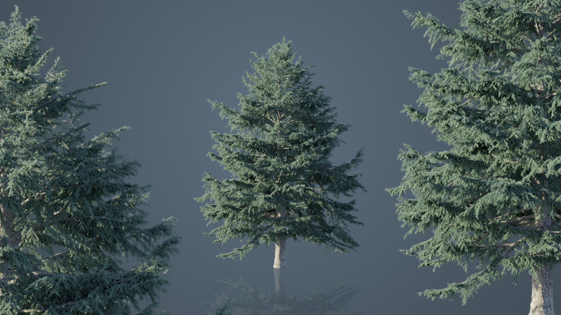 Deodar Cedar Trees Model - TurboSquid 1763251