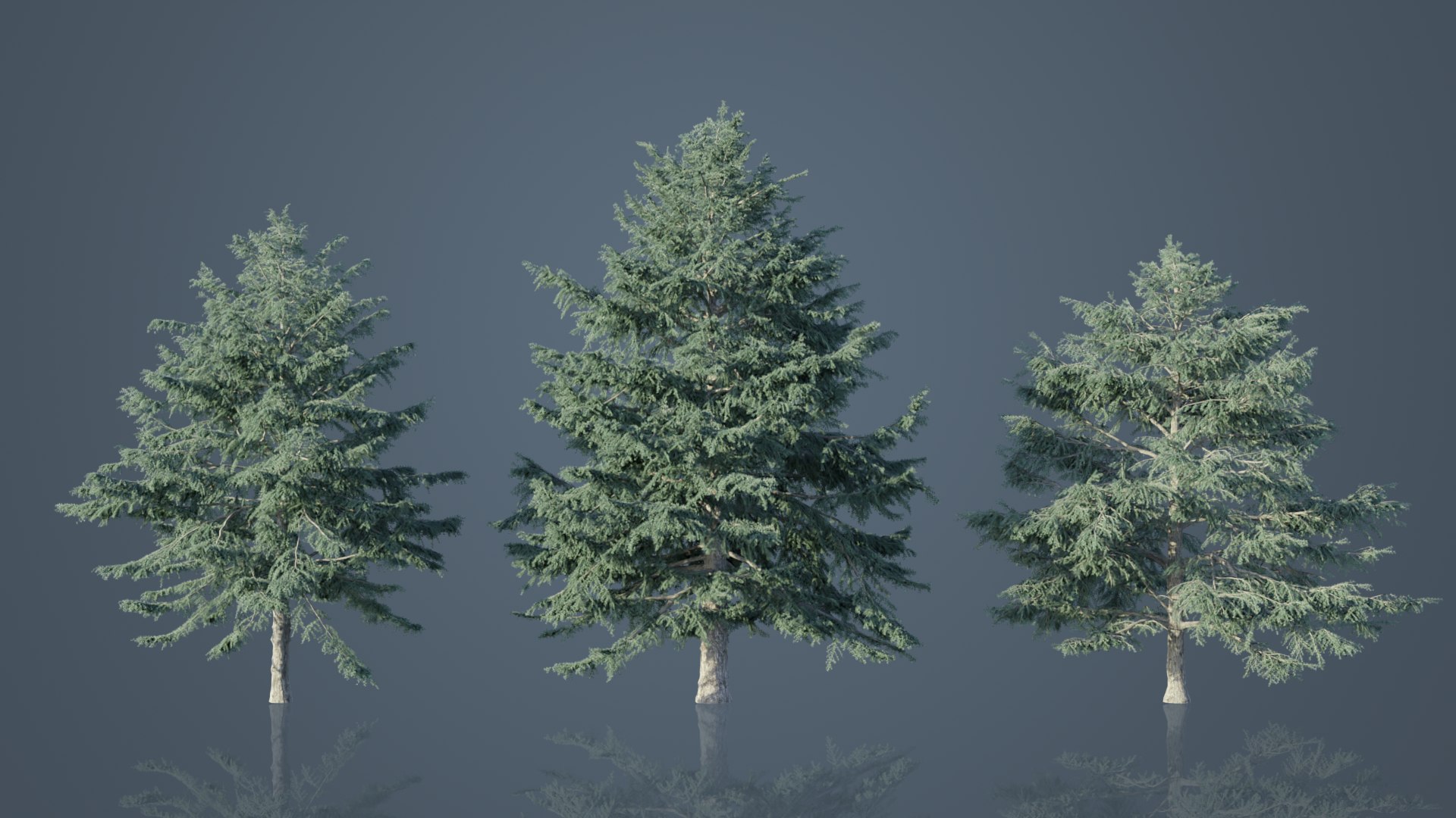 Deodar Cedar Trees Model - TurboSquid 1763251