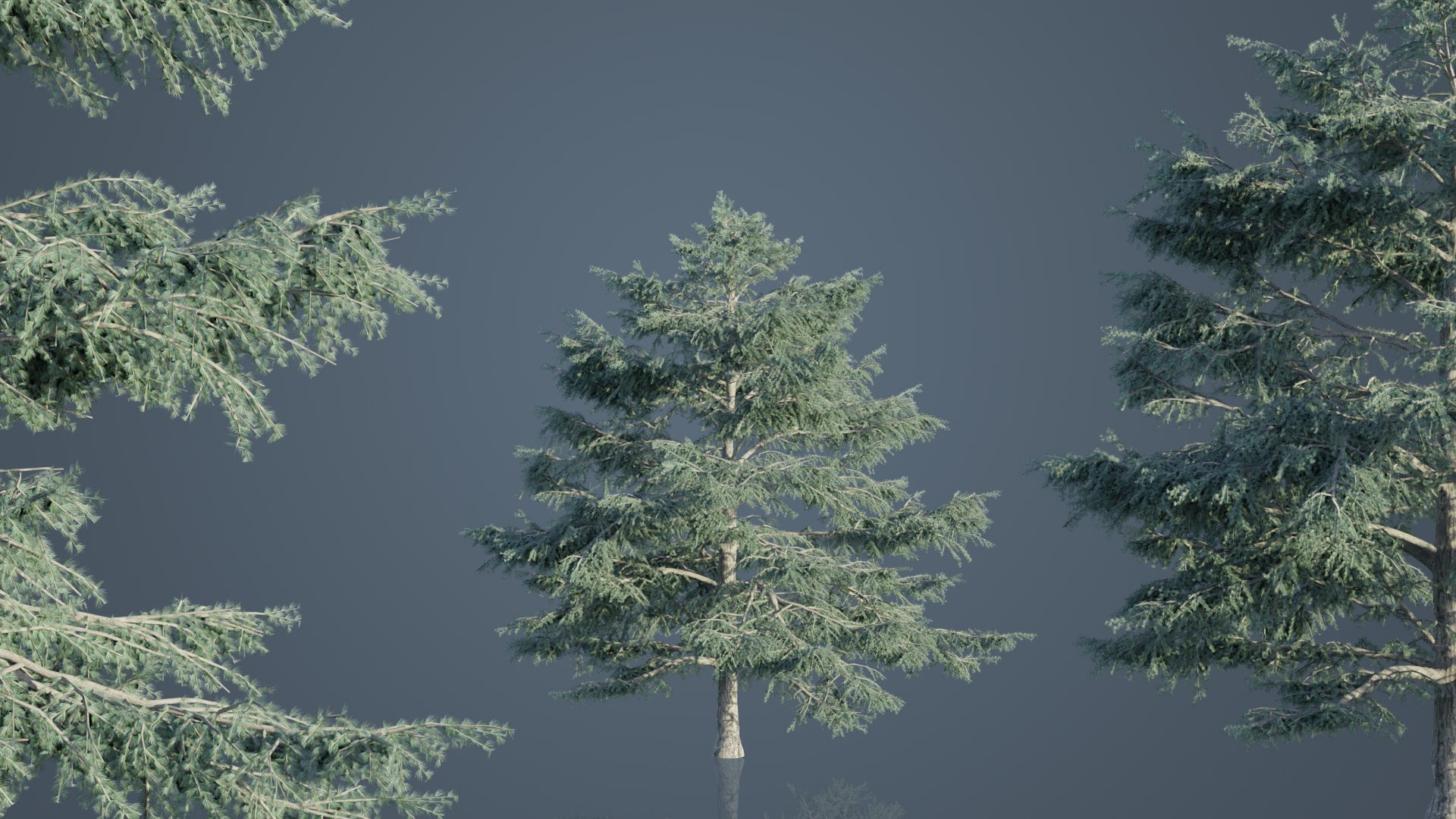 Deodar Cedar Trees Model - TurboSquid 1763251
