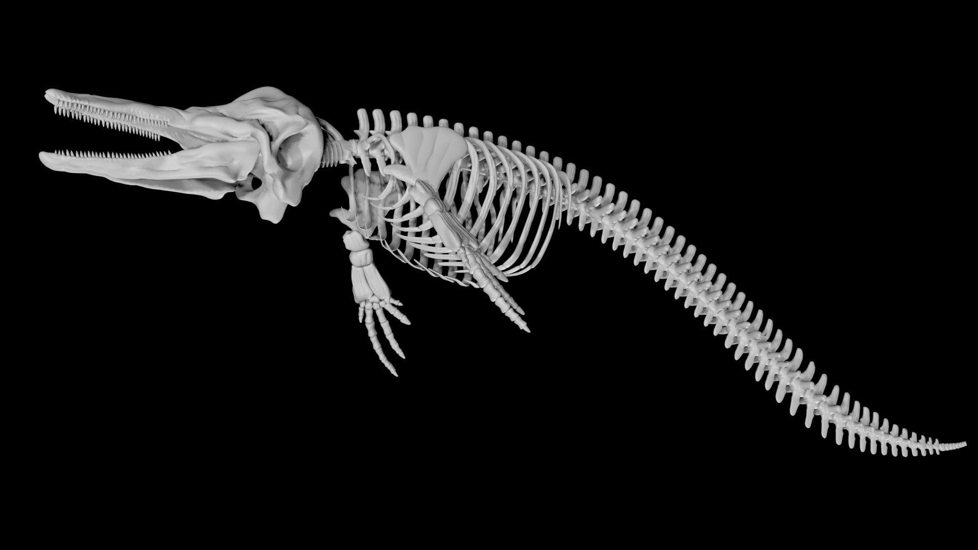 Rigged Dolphin Skeleton Model - TurboSquid 1853932