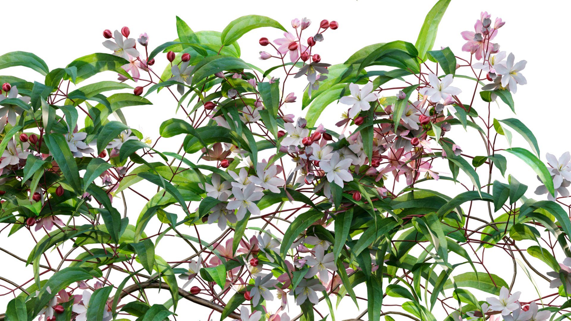 Clematis Apple Blossom 02 3D Model - TurboSquid 2024475