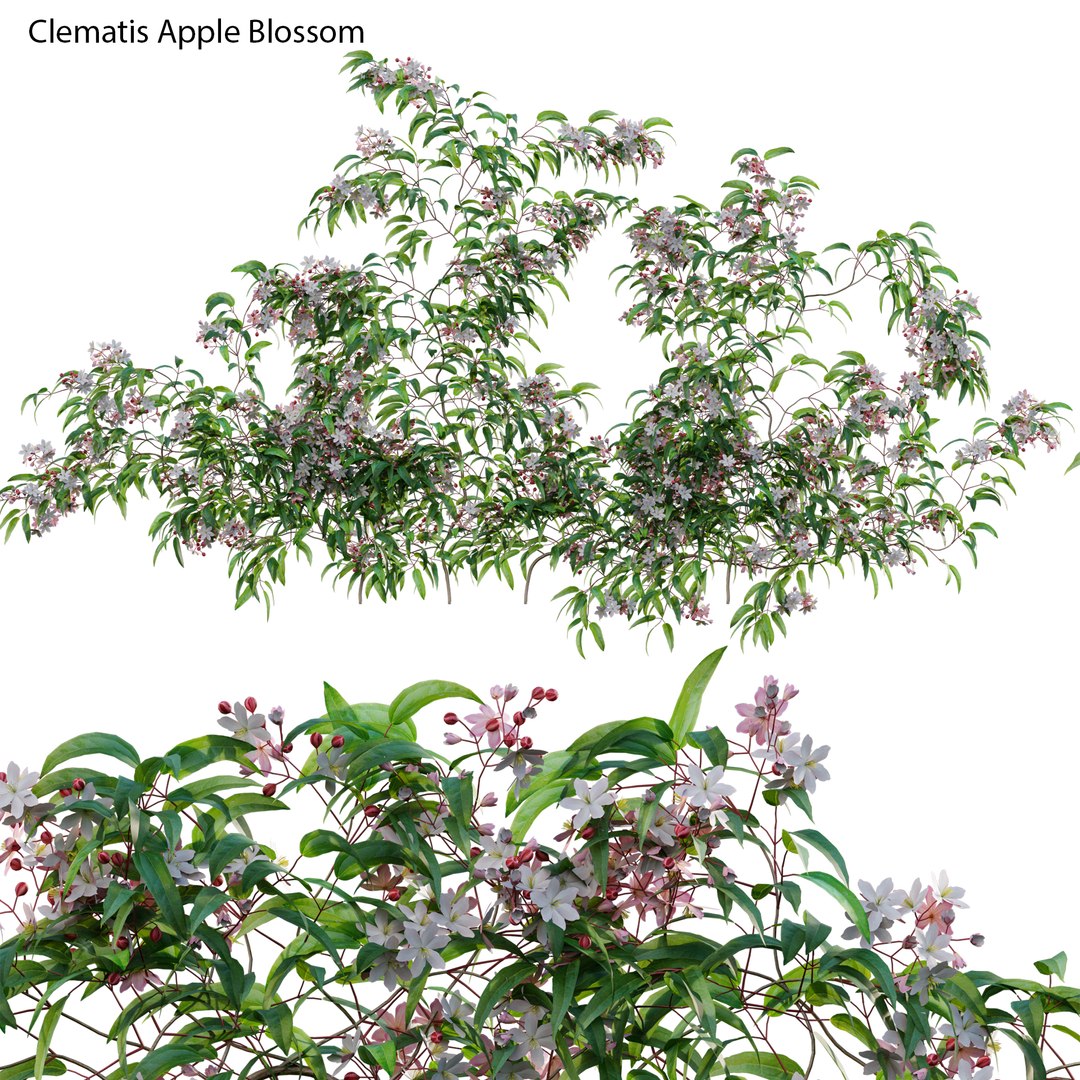 Clematis Apple Blossom 02 3D Model - TurboSquid 2024475