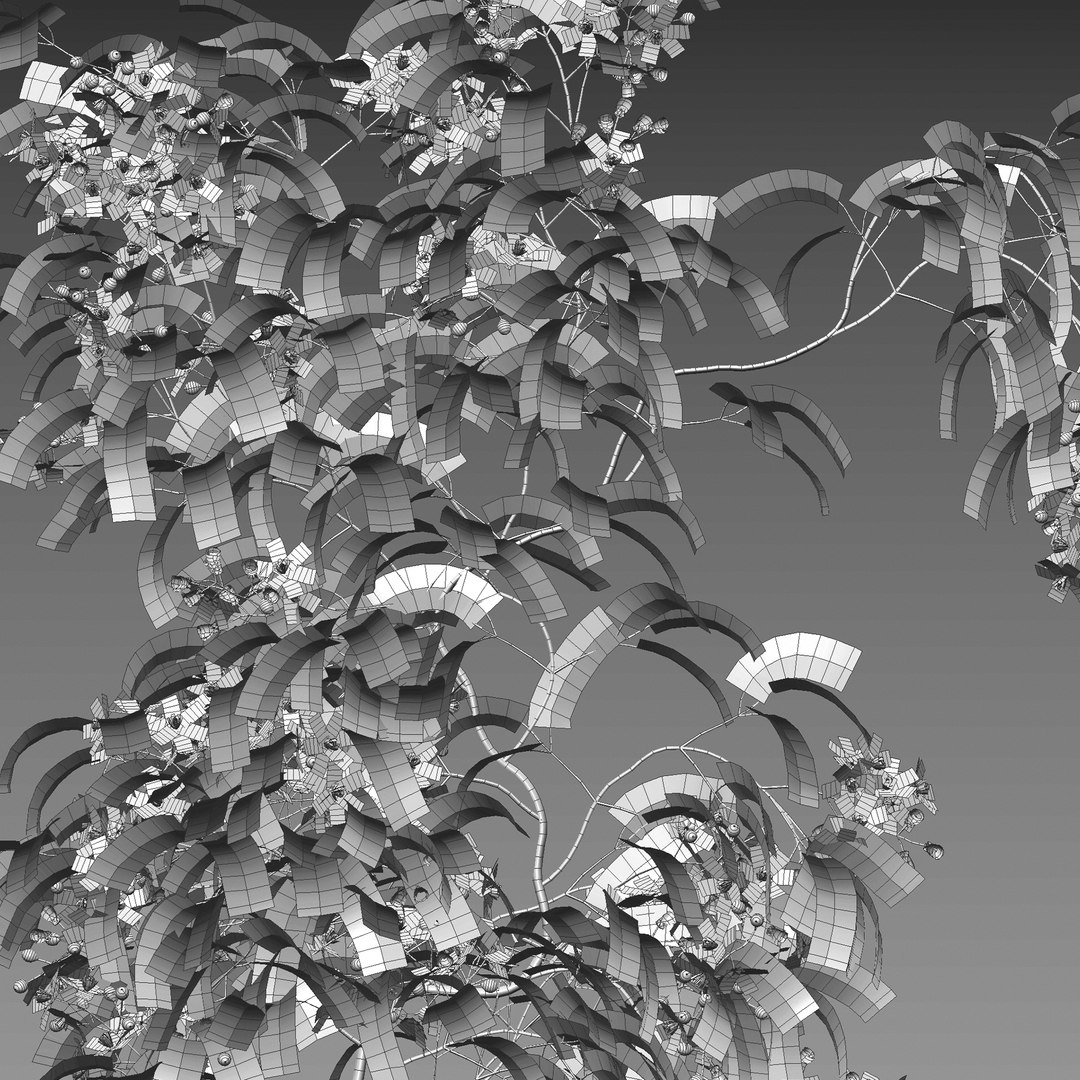 Clematis Apple Blossom 02 3D Model - TurboSquid 2024475
