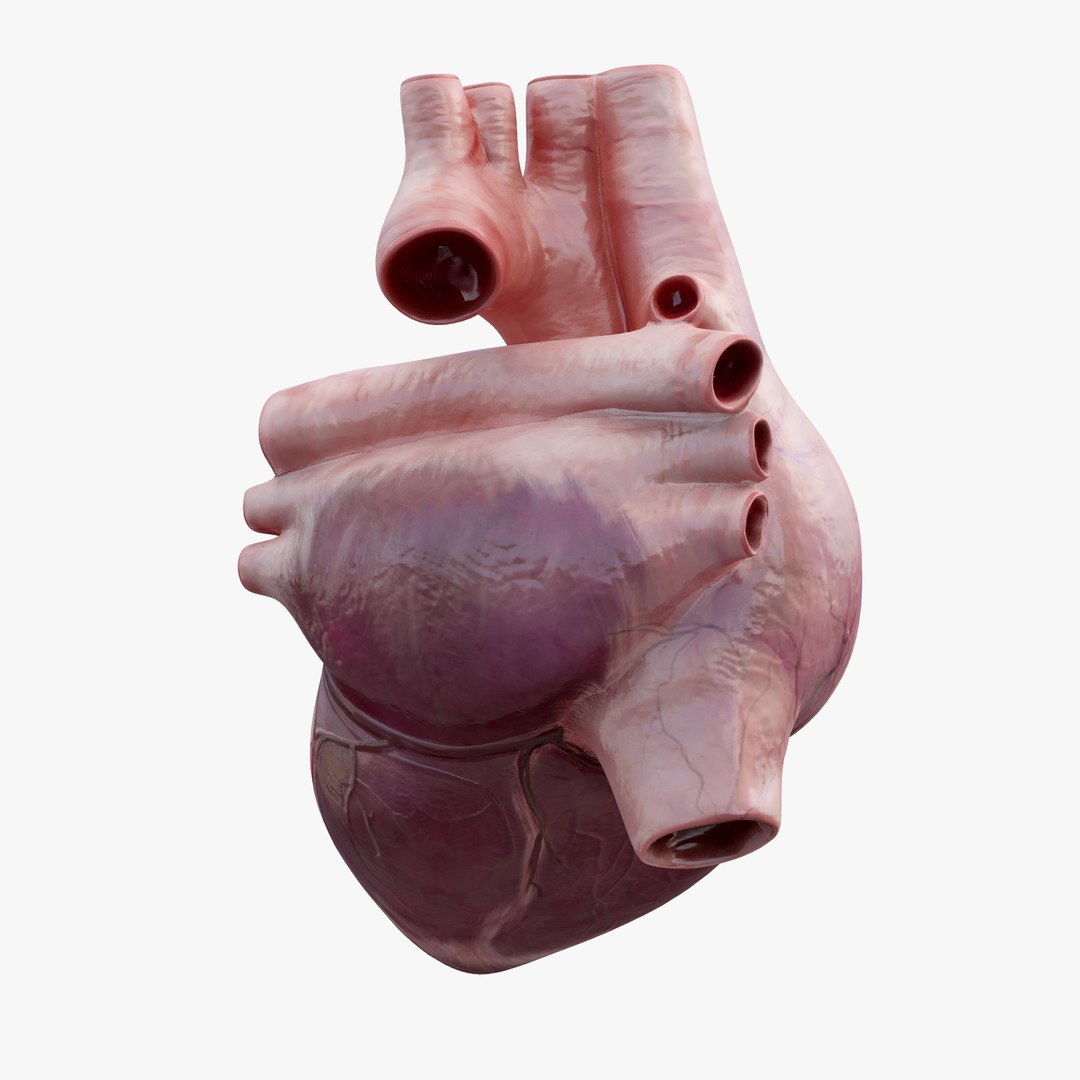 3D Model Rigged Human Heart - TurboSquid 1620487