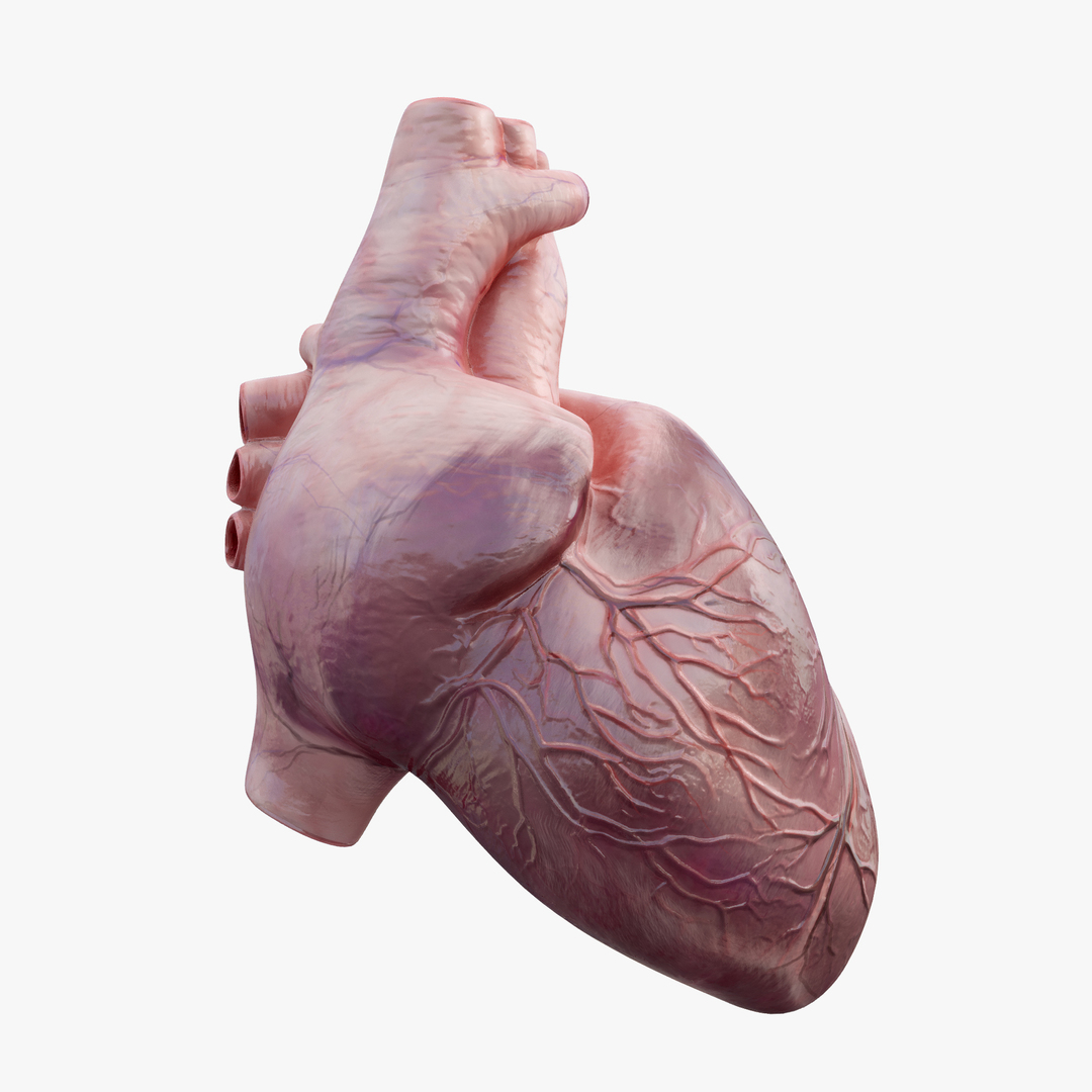3D Model Rigged Human Heart - TurboSquid 1620487