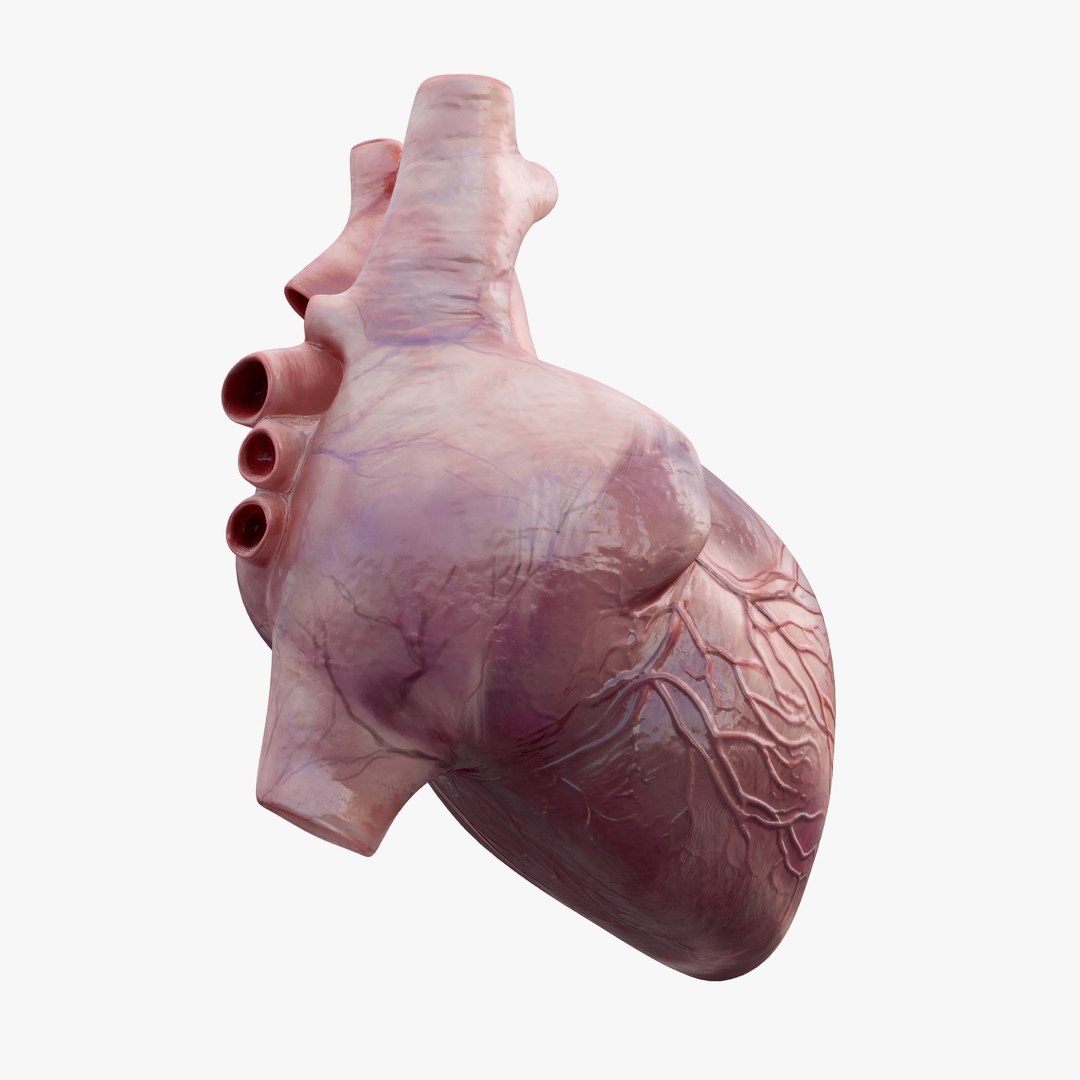 3D Model Rigged Human Heart - TurboSquid 1620487