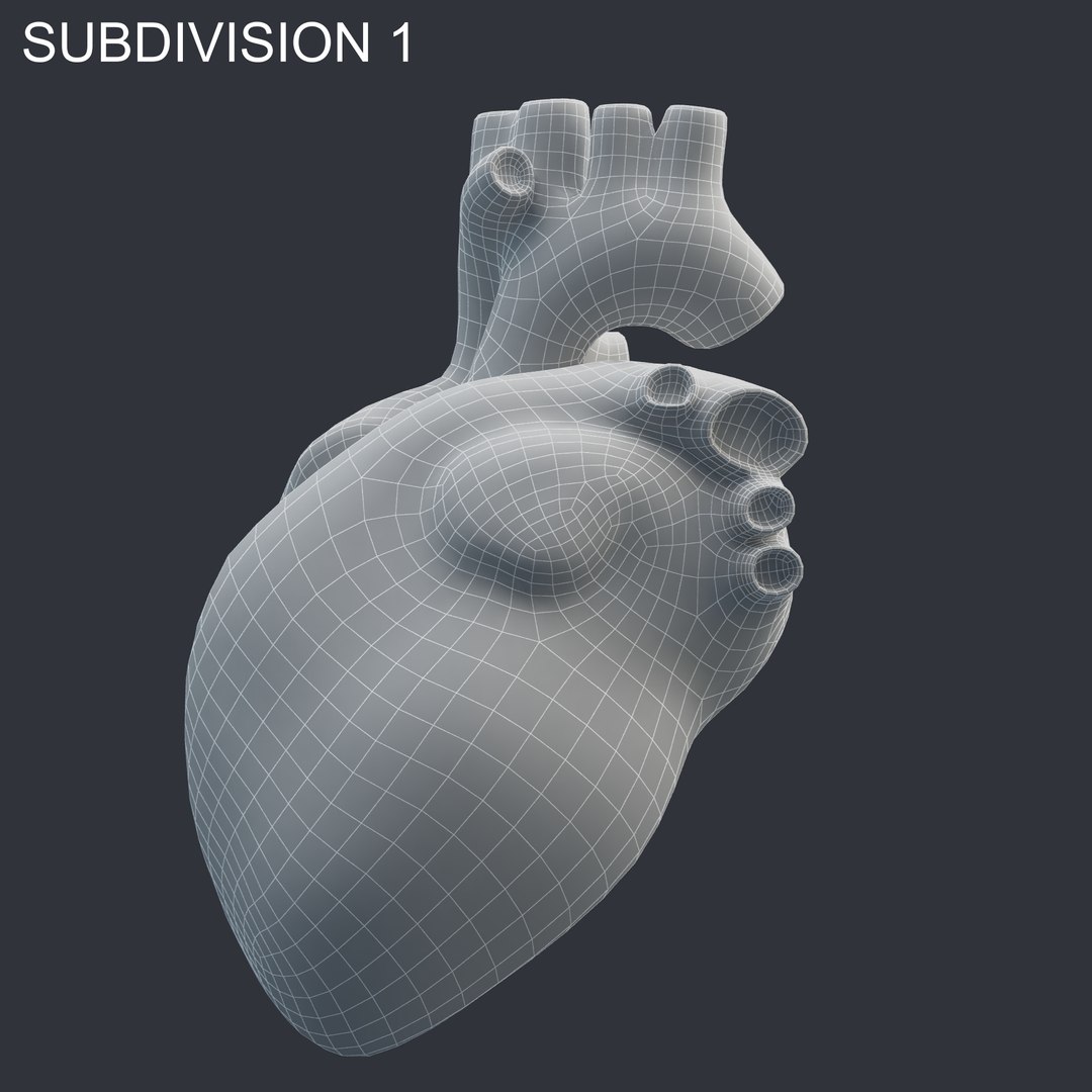 3D Model Rigged Human Heart - TurboSquid 1620487