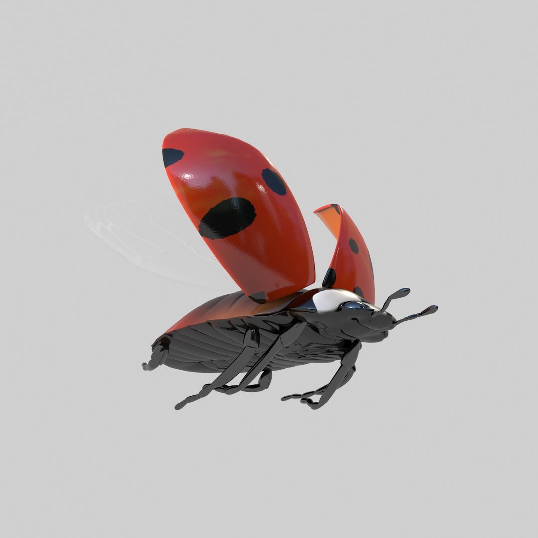 Ladybug Animation 3d Max