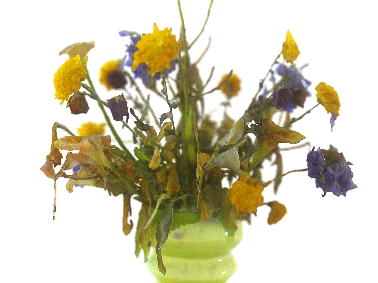 3D Dead Flower Scan Model - TurboSquid 1484161