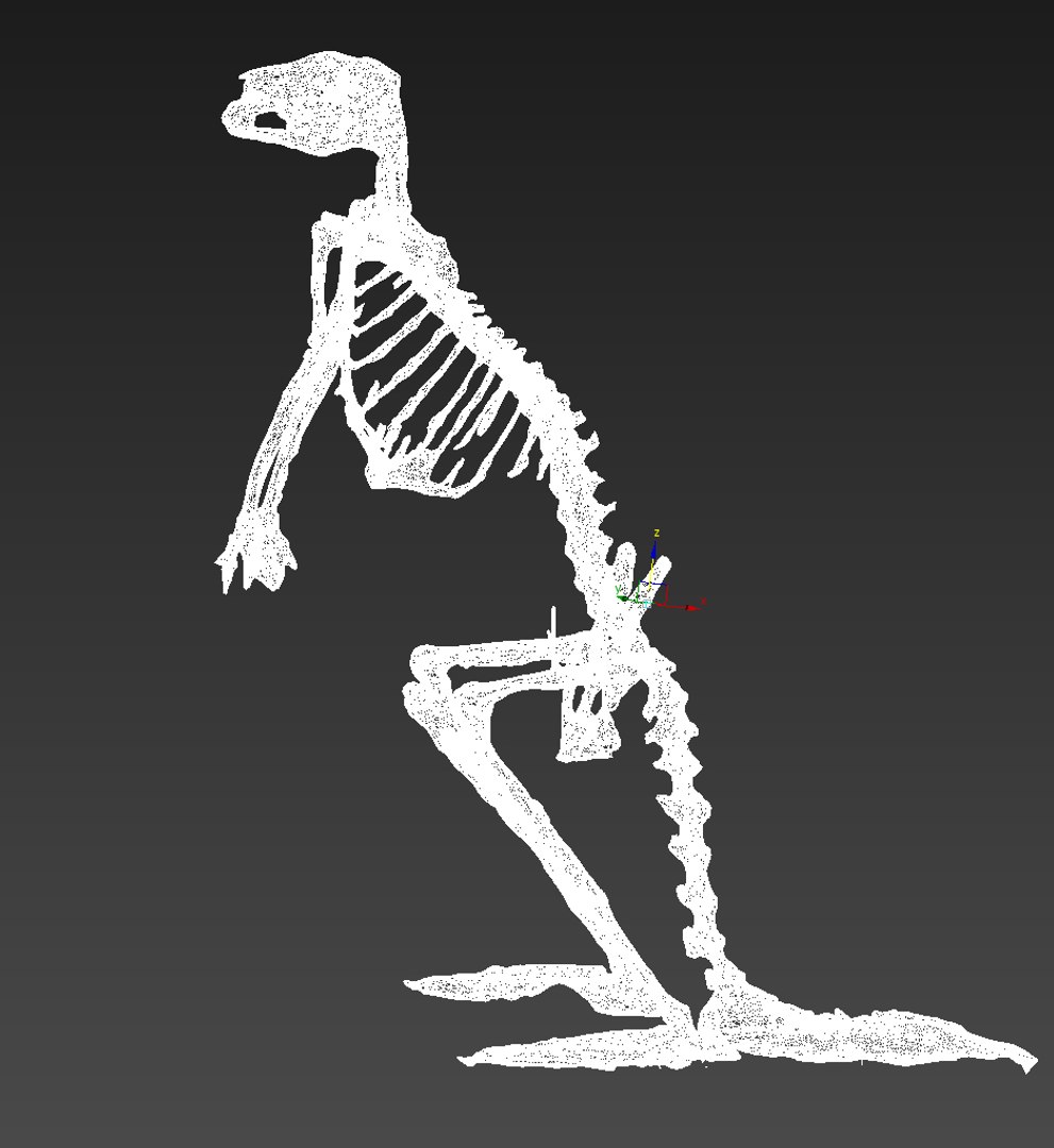 3D model animals skeleton - TurboSquid 1567334