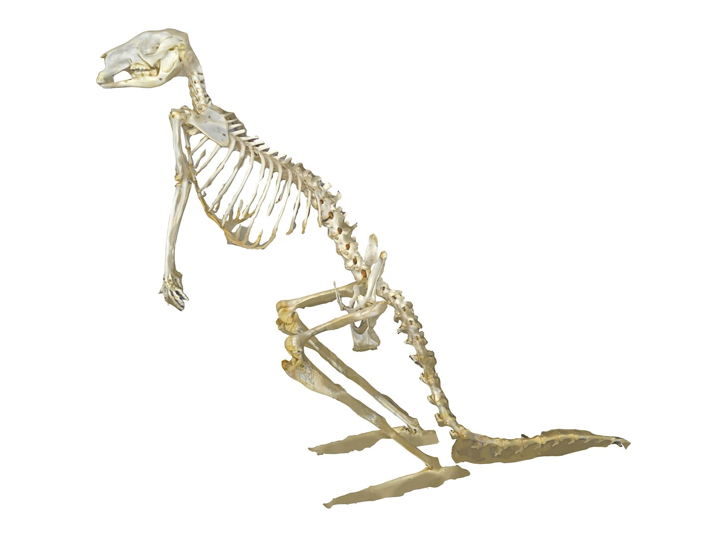 3D model animals skeleton - TurboSquid 1567334