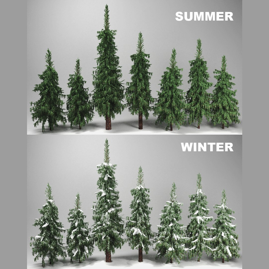 3d wild forest fir trees