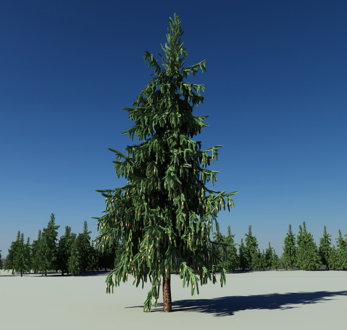 3d wild forest fir trees
