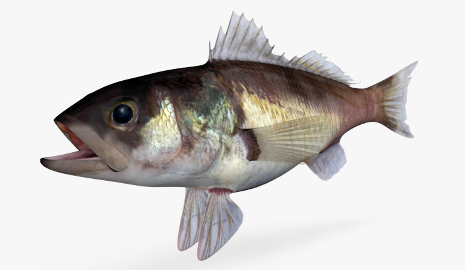 Deepwater Serrano 3d Model