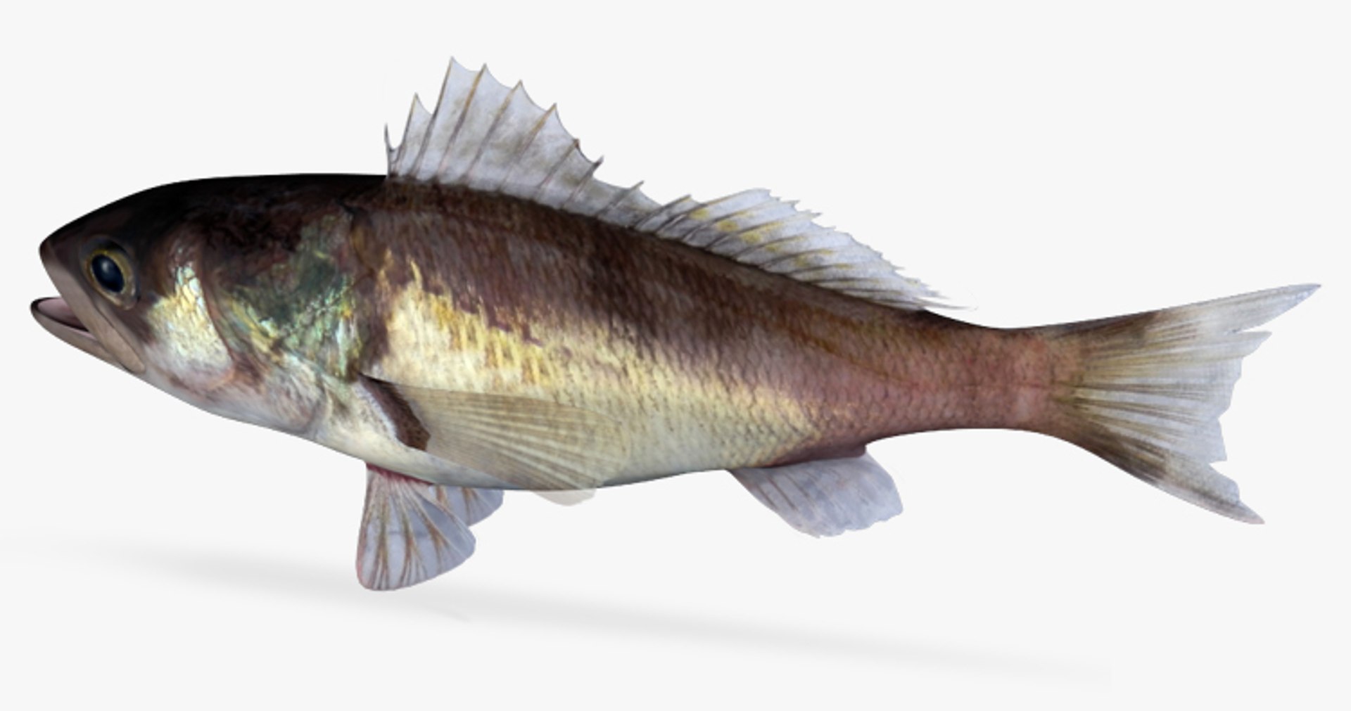 Deepwater Serrano 3d Model