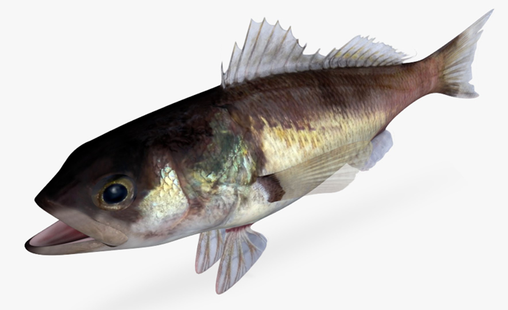 Deepwater Serrano 3d Model