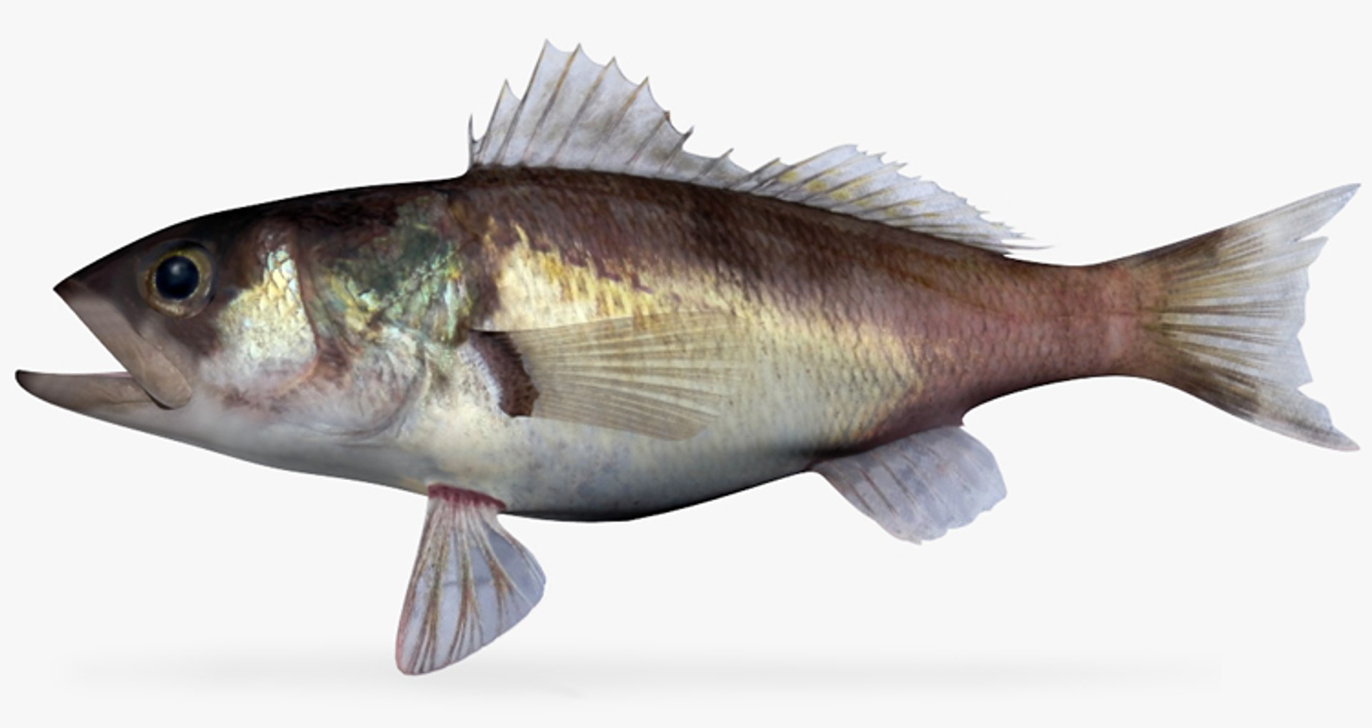 Deepwater Serrano 3d Model