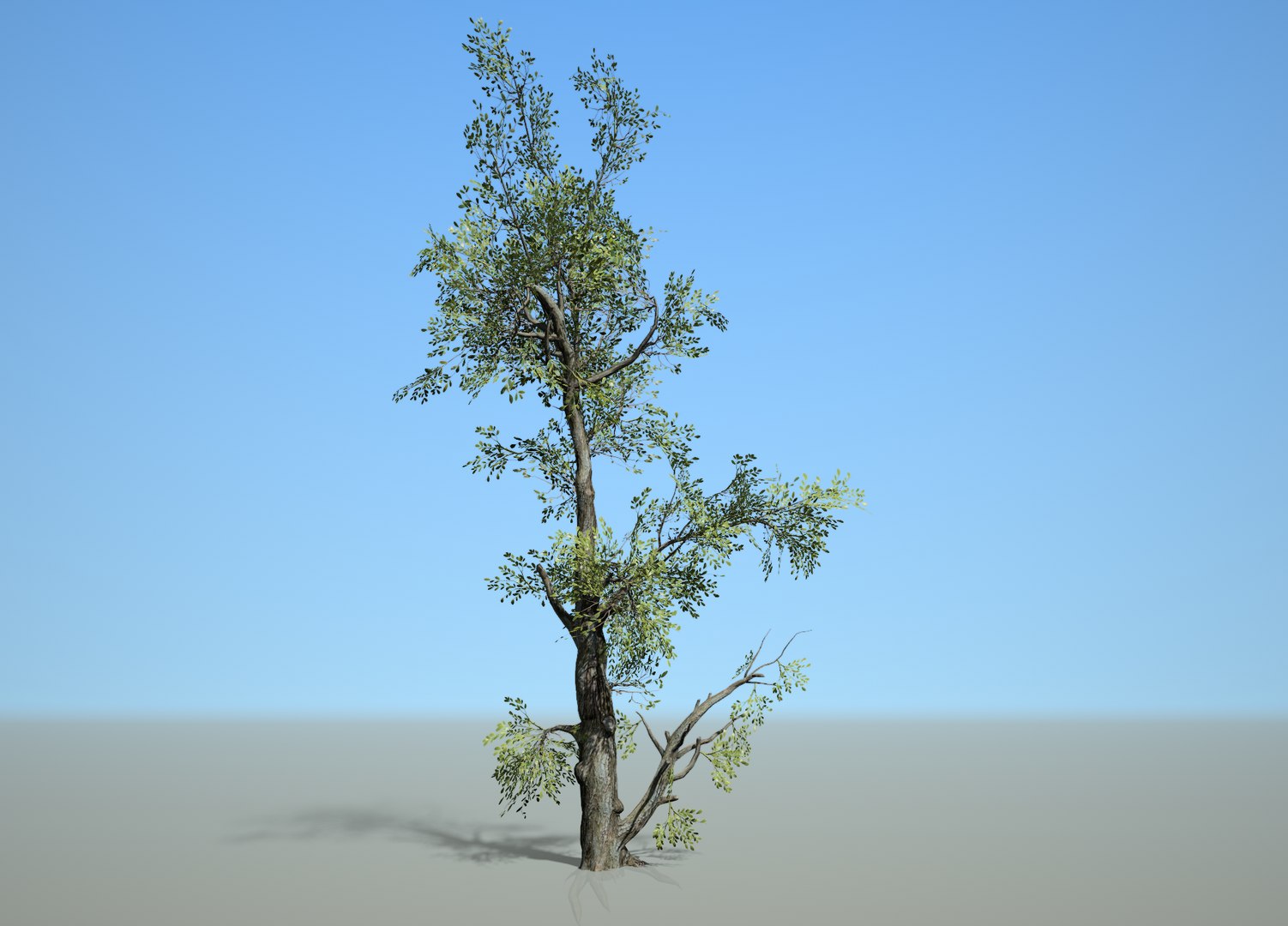 3D Nature Environment Asset Pack Vol 2 - TurboSquid 1725682