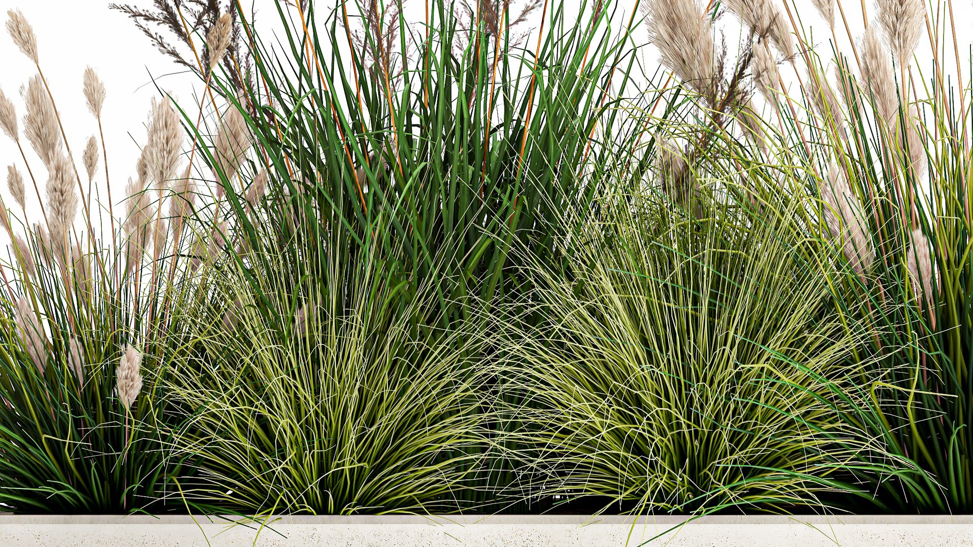 3D Potted Reeds For Landscaping 1076 Model - TurboSquid 1817174