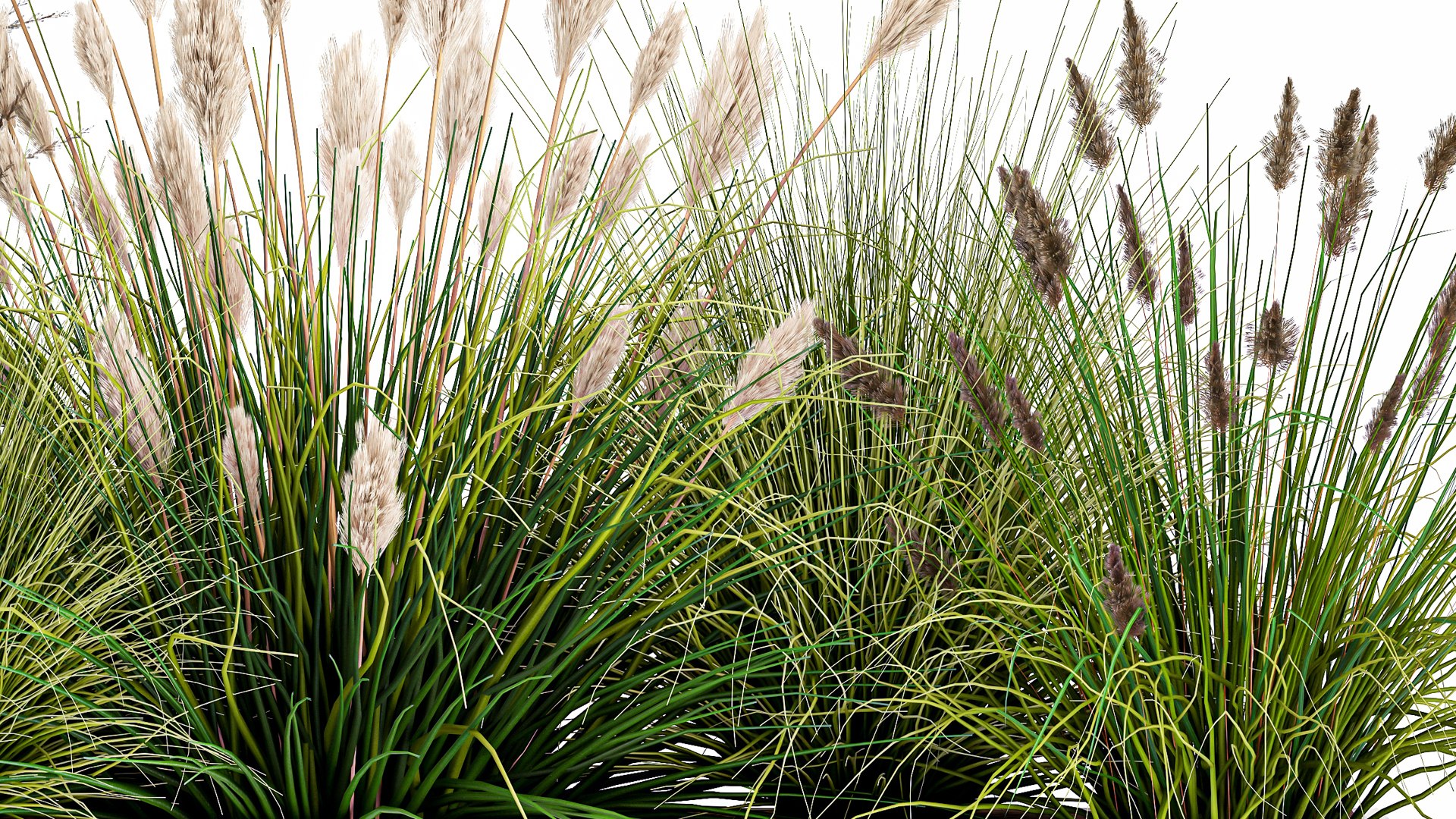 3D Potted Reeds For Landscaping 1076 Model - TurboSquid 1817174