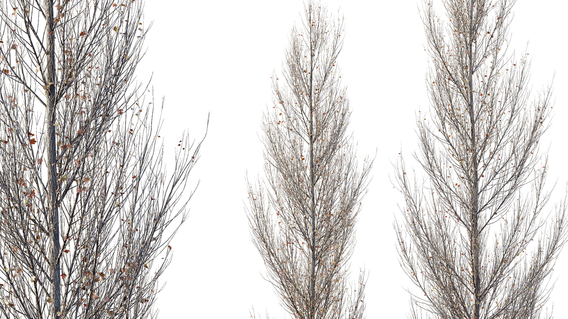3D AV Plants Acer X Freemanii Freeman Maple Sapindaceae Armstrong ...