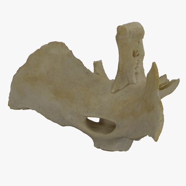 Domestic calf bos primigenius 3D - TurboSquid 1541108